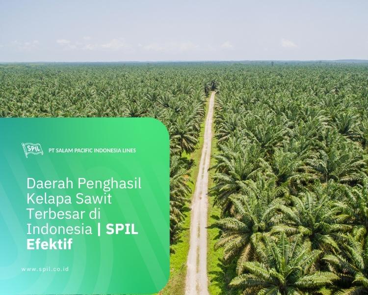 Daerah Penghasil Kelapa Sawit Terbesar di Indonesia | SPIL Efektif ...