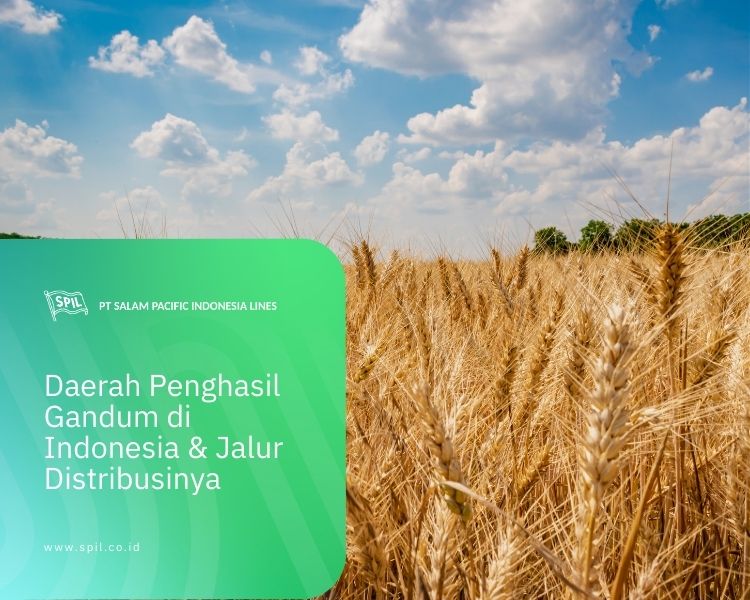 Daerah Penghasil Gandum di Indonesia & Jalur Distribusinya - Info ...