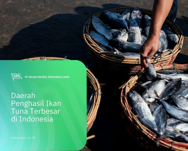 Daerah Penghasil Ikan Tuna Terbesar di Indonesia - Info Shipping & Logistic