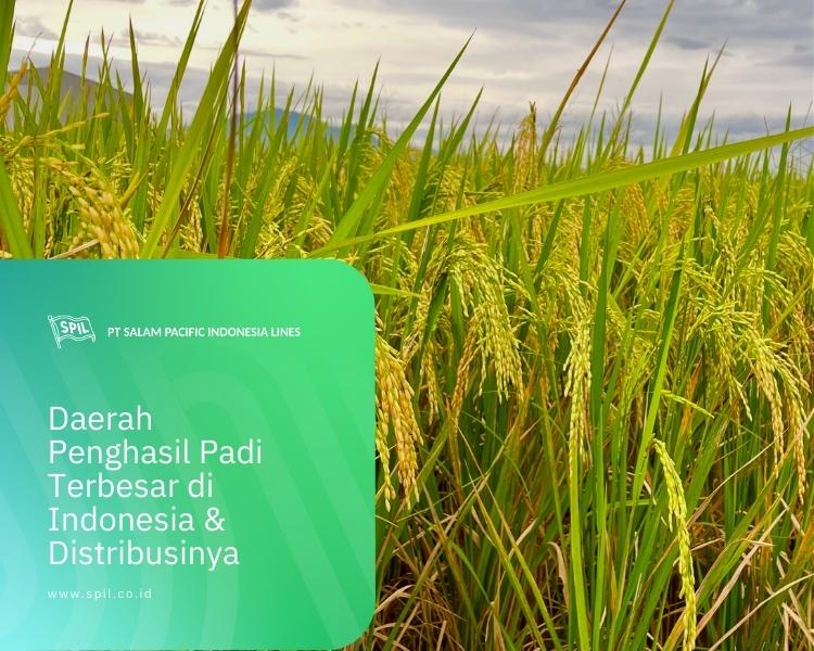 Daerah Penghasil Padi Terbesar di Indonesia & Distribusinya - Info ...