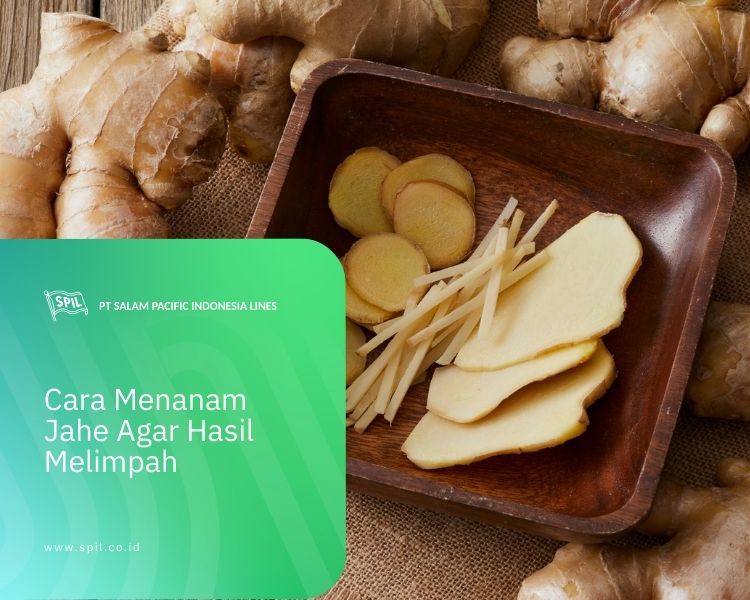 Cara Menanam Jahe Agar Hasil Melimpah - Info Shipping & Logistic