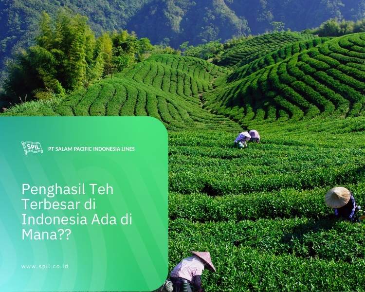 Penghasil Teh Terbesar di Indonesia Ada di Mana? - Info Shipping & Logistic