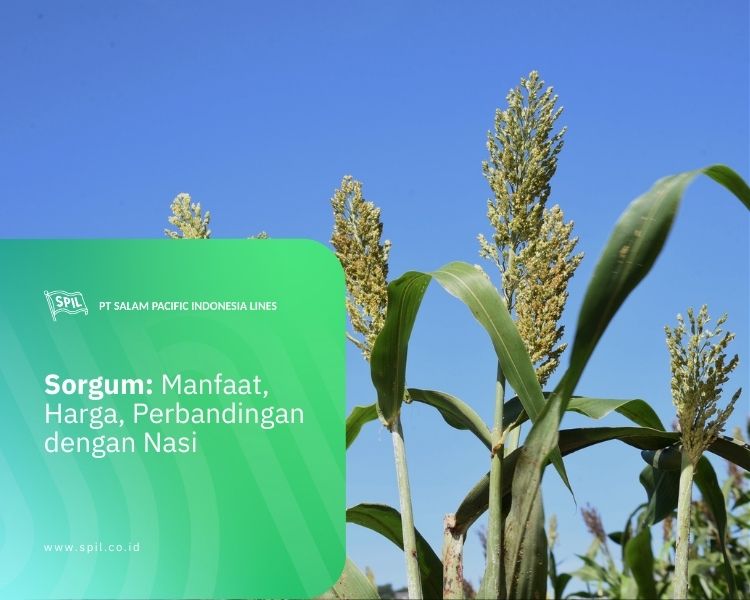 Sorgum: Manfaat, Harga, Perbandingan dengan Nasi - Info Shipping & Logistic