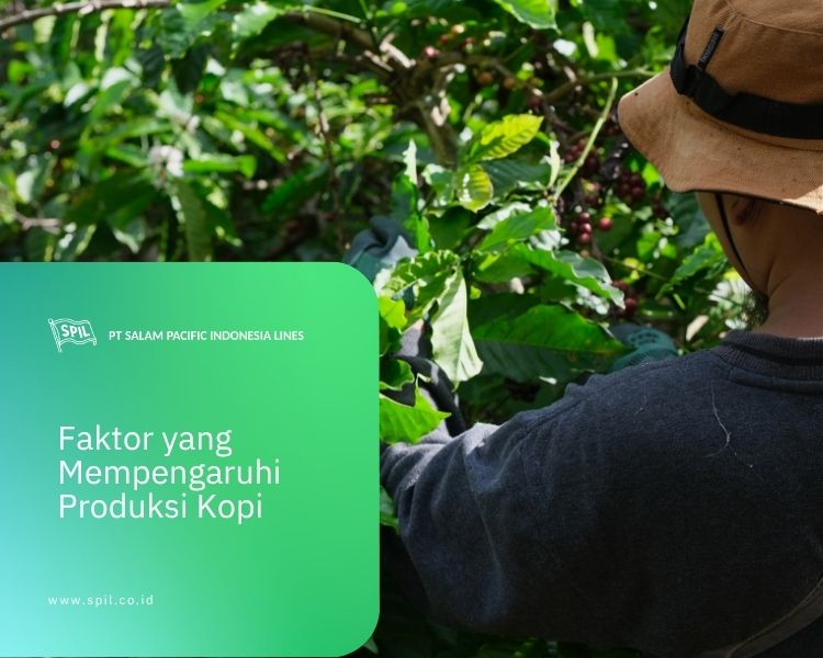 Faktor yang Mempengaruhi Produksi Kopi - Info Shipping & Logistic